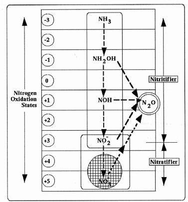 Behavior and Physiology of Nitrifying Bacteria – James E. Alleman, Ph.D ...